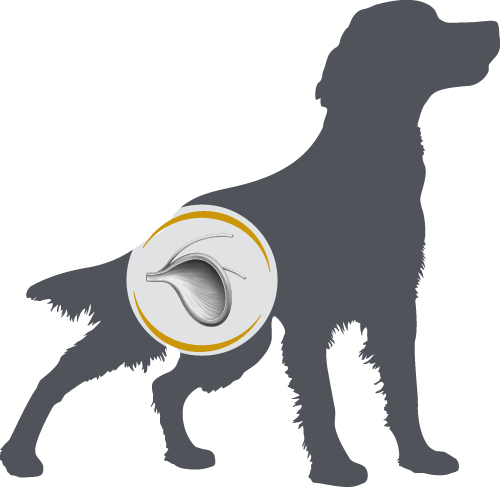 Urolithiasis in Dogs – SV Campus